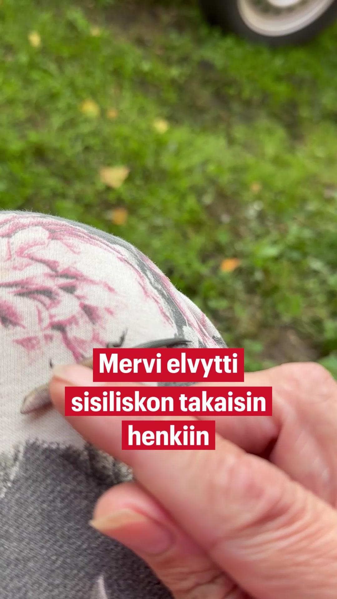 Mervi pelasti sisiliskon hengen - Ilta-Sanomat