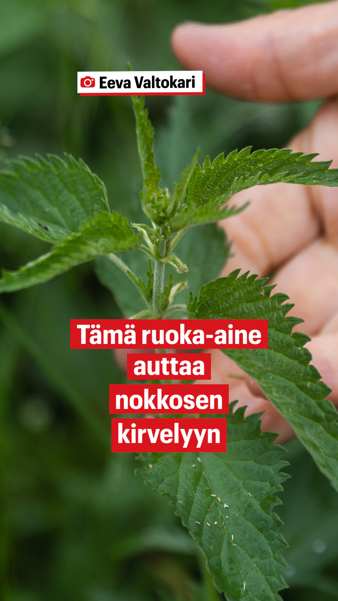 Tämä ruoka-aine auttaa nokkosen kirvelyyn - Ilta-Sanomat