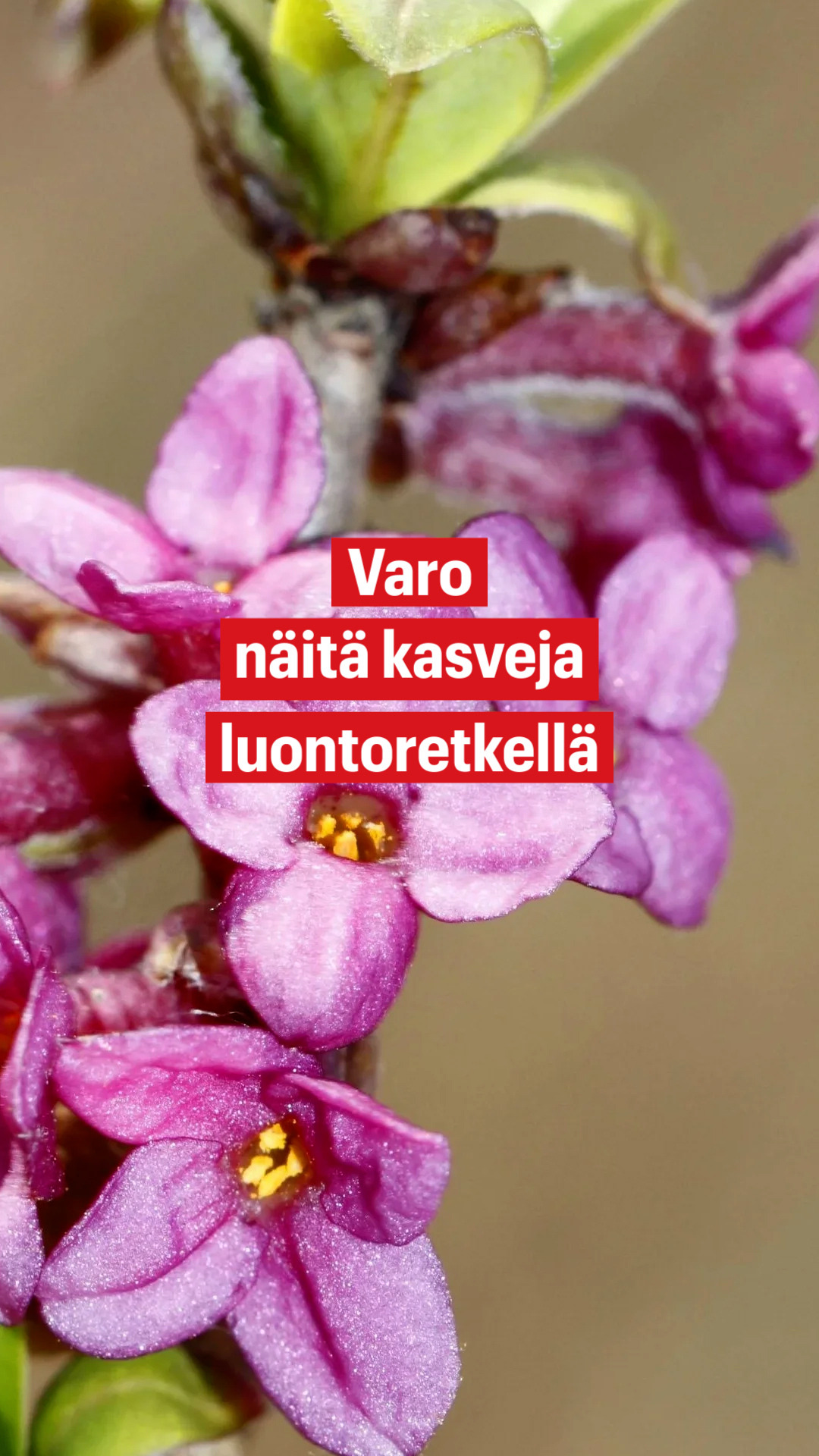Varo näitä kasveja luontoretkellä - Ilta-Sanomat