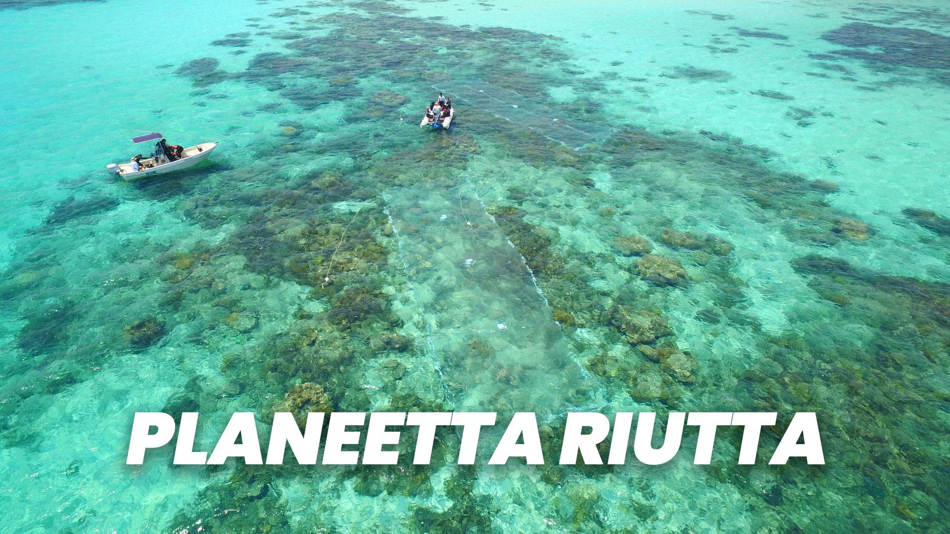 Planeetta riutta | Ruutu
