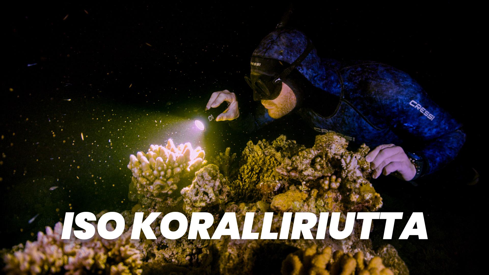 Iso koralliriutta | Ruutu