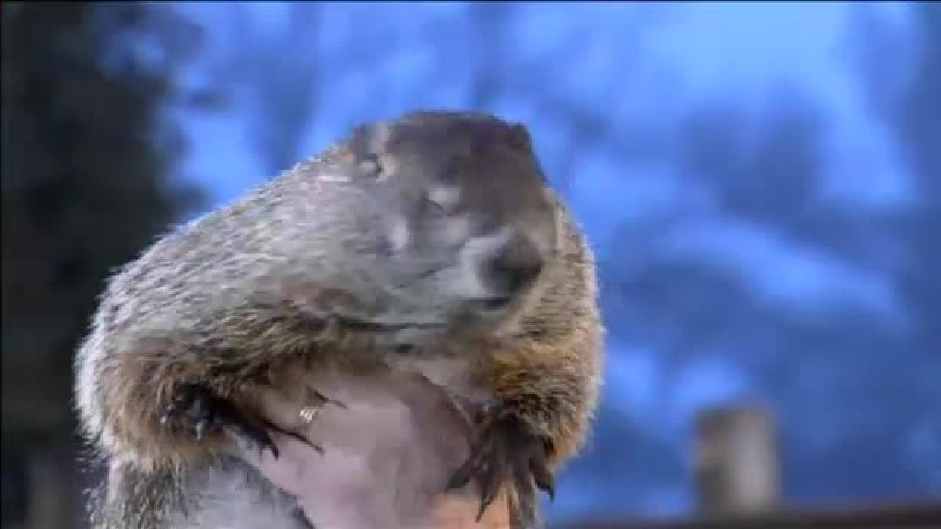 Murmeli ennusti sään | Ruutu