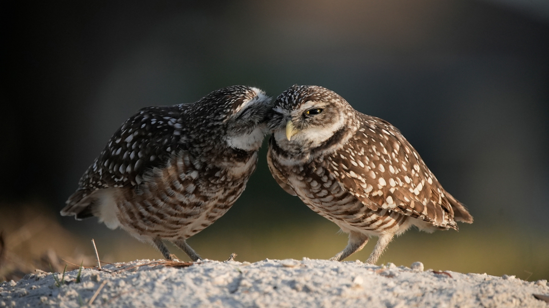 The Americas • Kausi 1 • 6 - The Gulf Coast | Ruutu