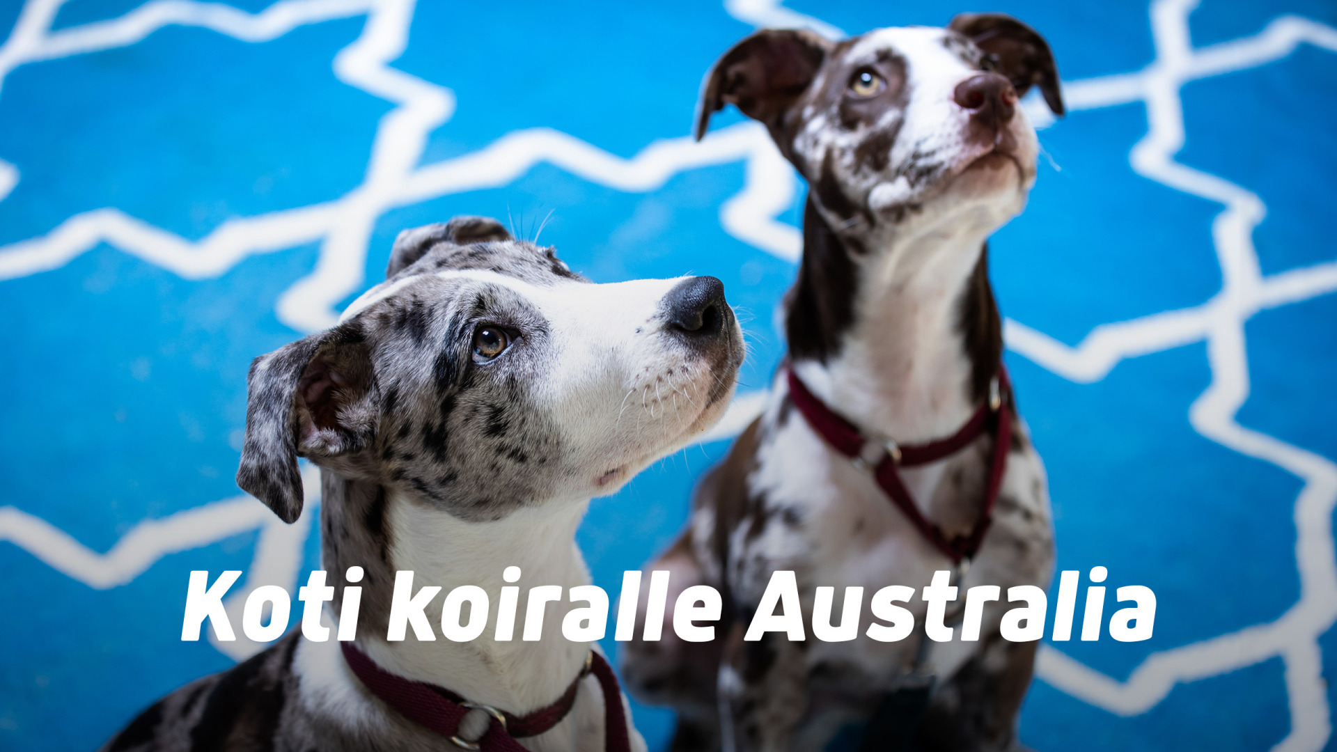 Koti koiralle Australia | Ruutu