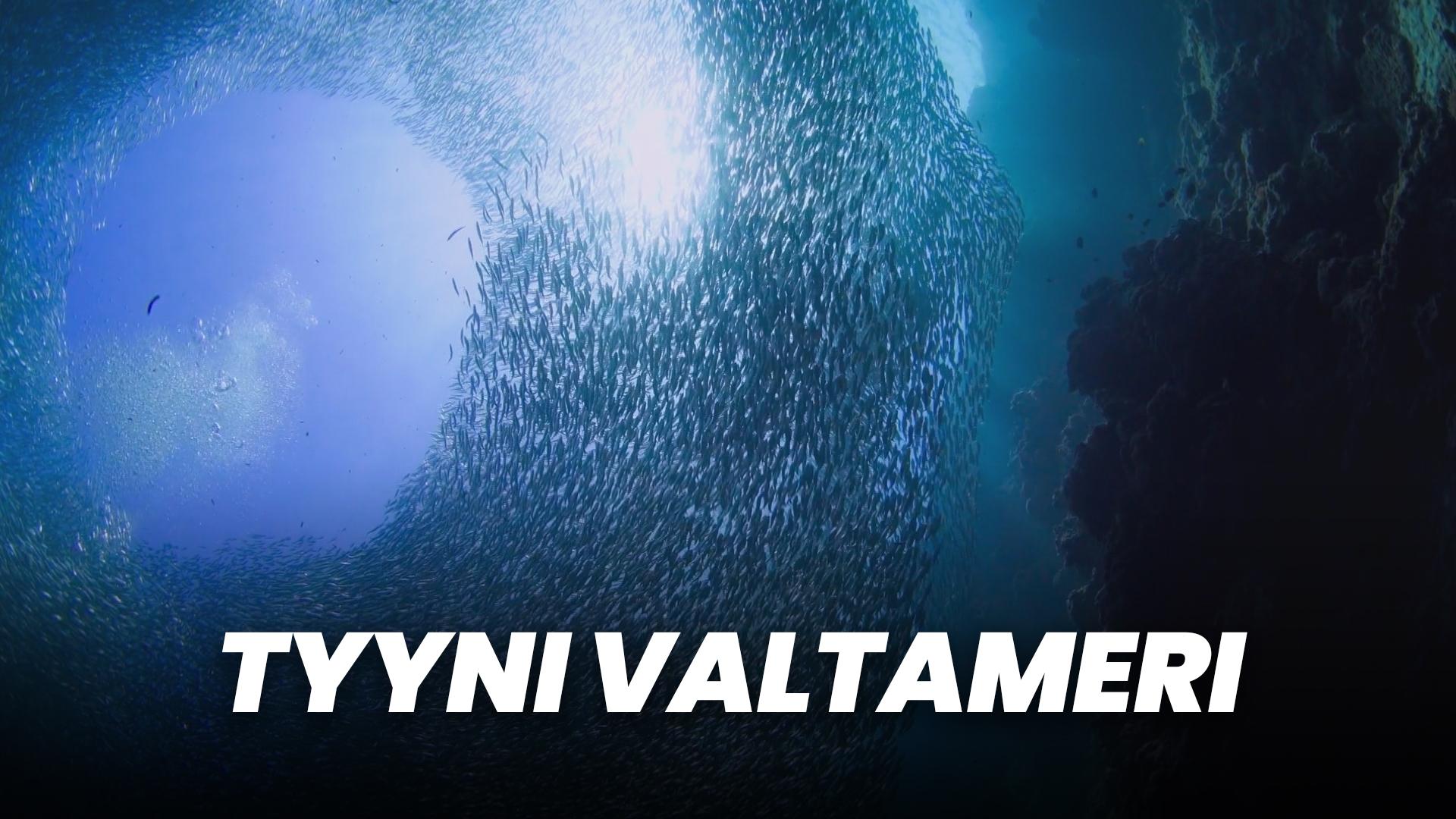 Tyyni valtameri | Ruutu