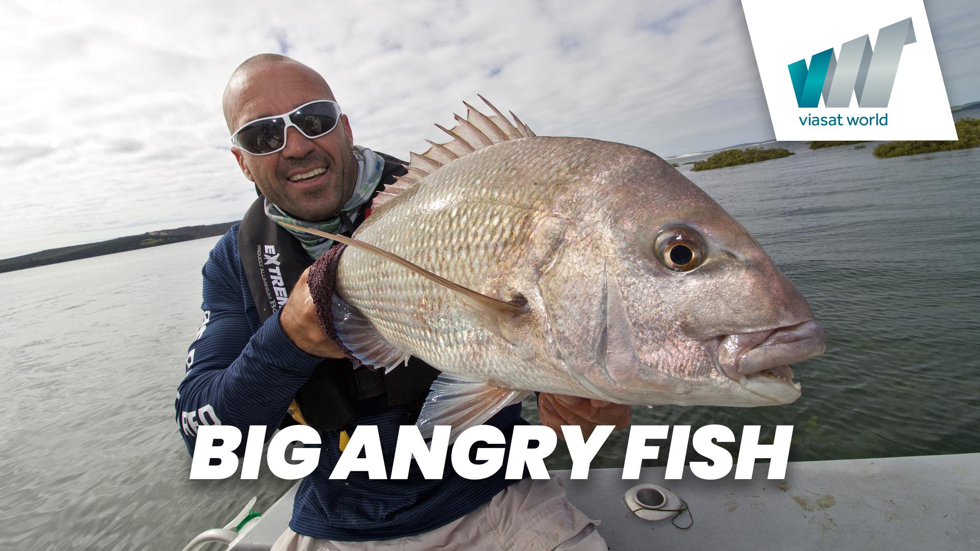 Big Angry Fish | Ruutu