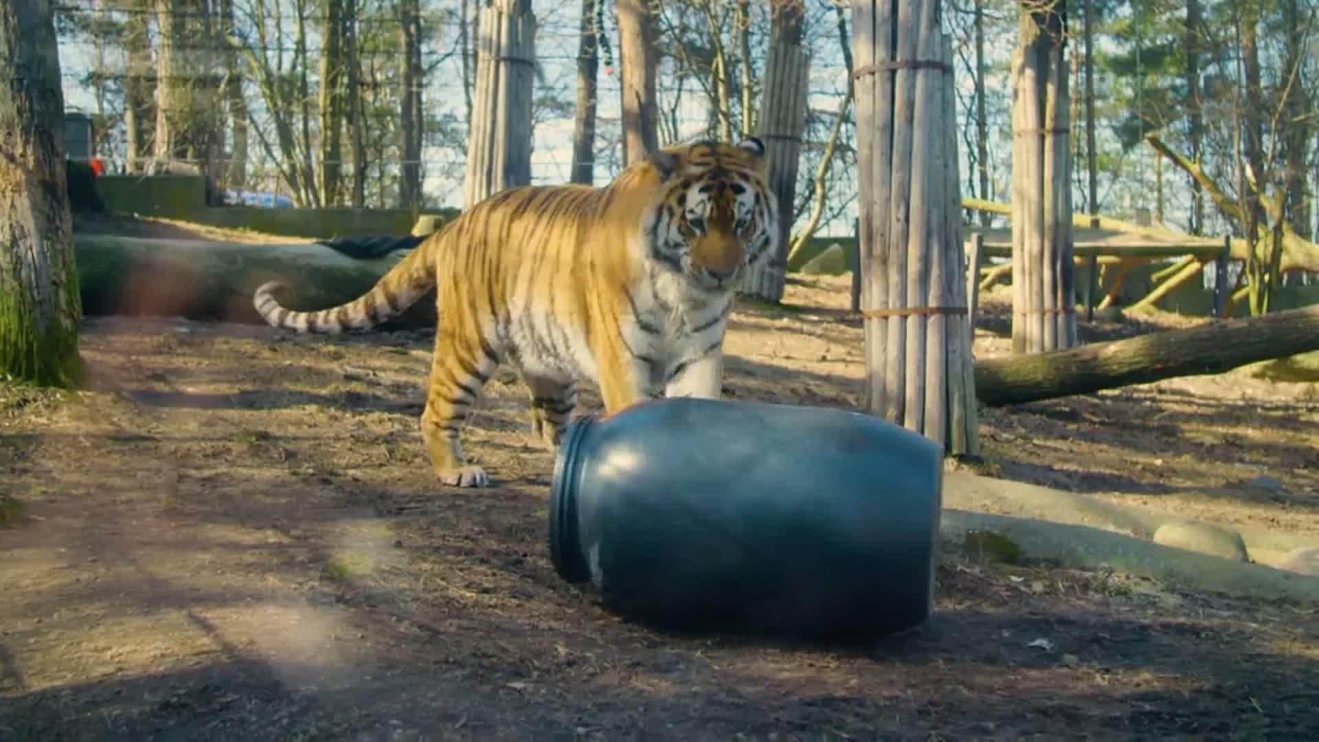 Mitä tiikeri tekee hajuvedellä? Korkeasaari-sarja starttaa Nelosella ja ...