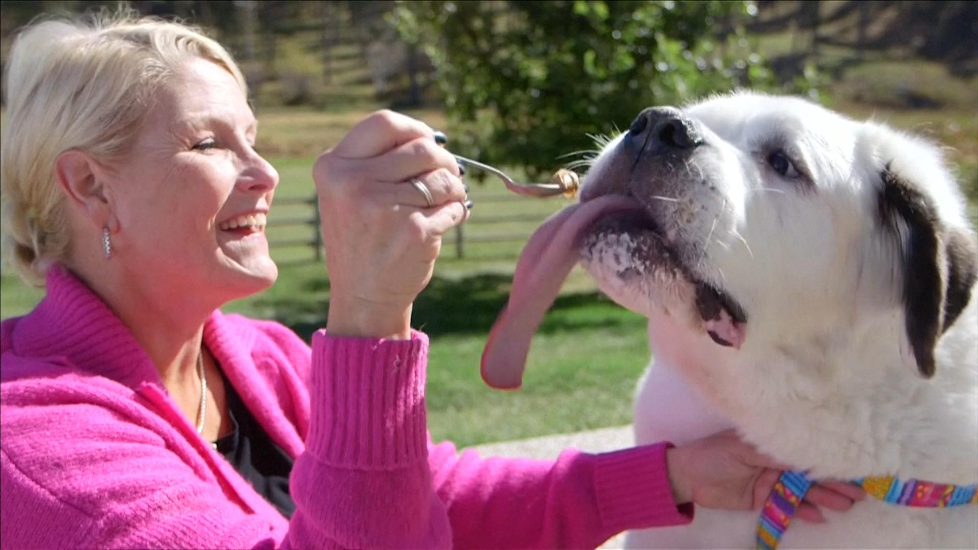 Mochi-koiralla on maailman pisin kieli ja näin se lepattaa | Ruutu