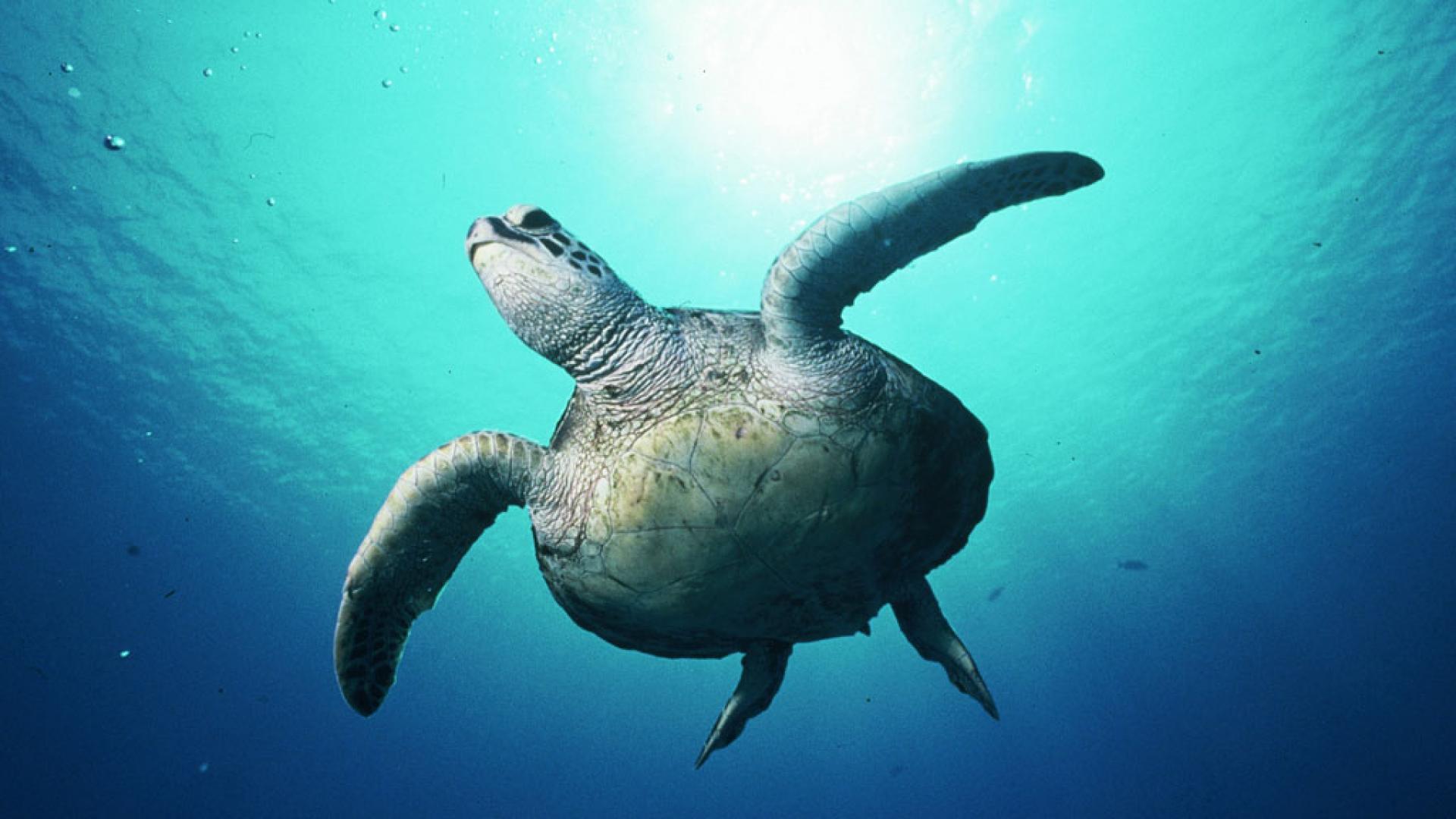 A Turtle's Guide to the Pacific | Ruutu